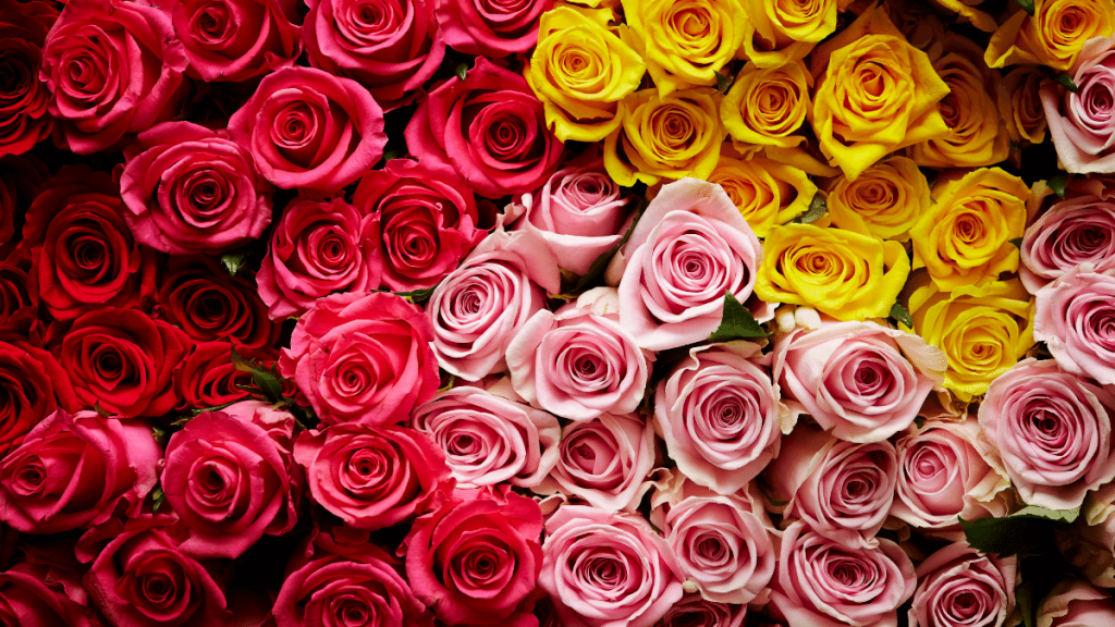 5 Makna Warna Mawar Yang Harus Kamu Ketahui